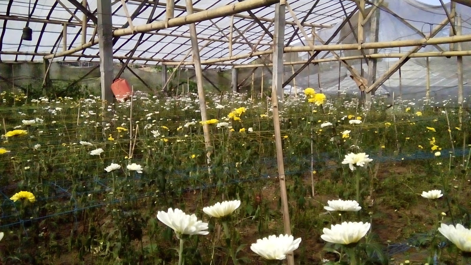 budidaya tanaman krisan