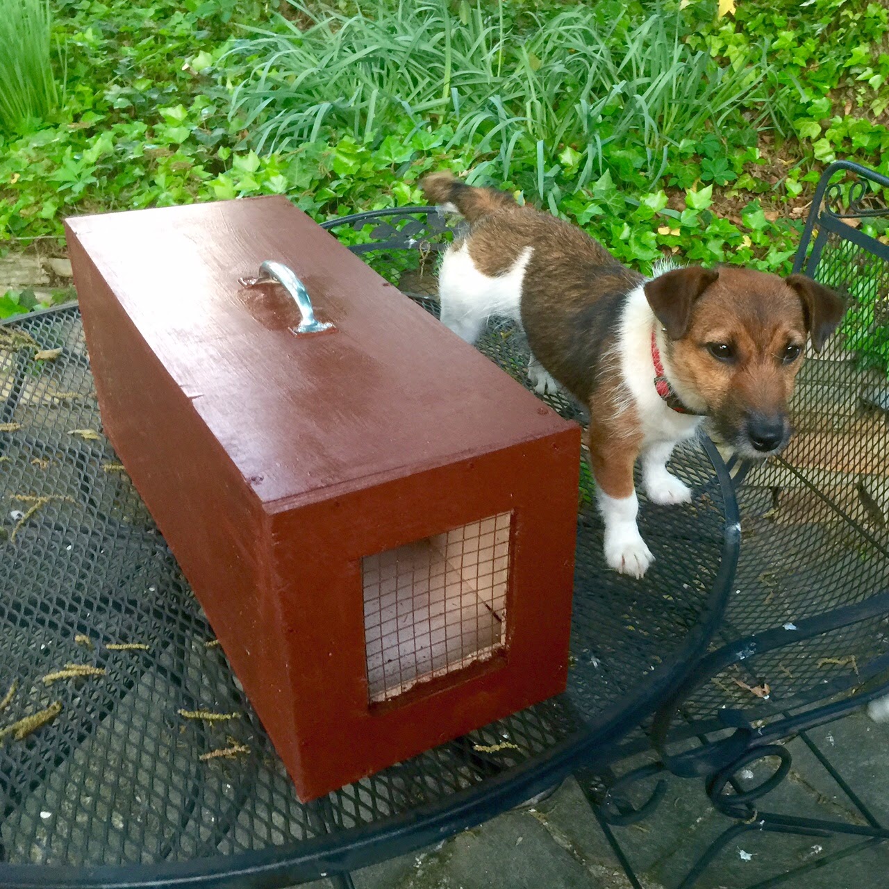 Terrierman's Daily Dose: A New Critter Box