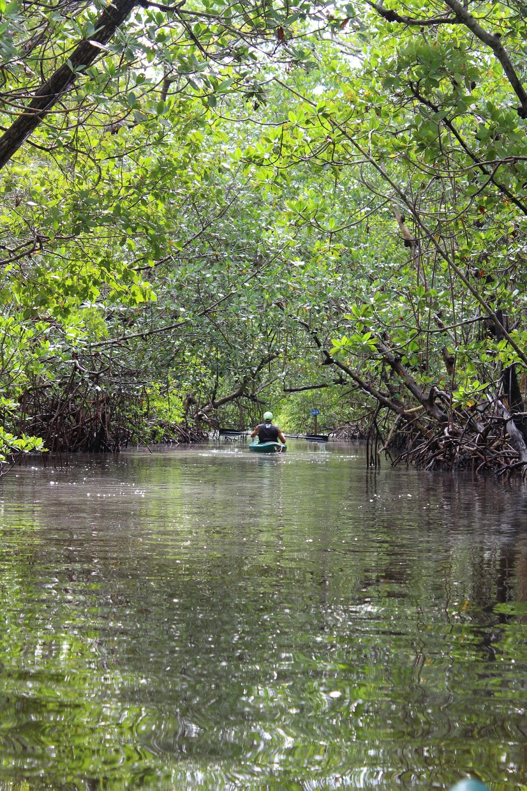 Cruising - Team Rogers: Kayaking the Ding Darling Trail
