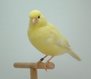 I colori dei canarini