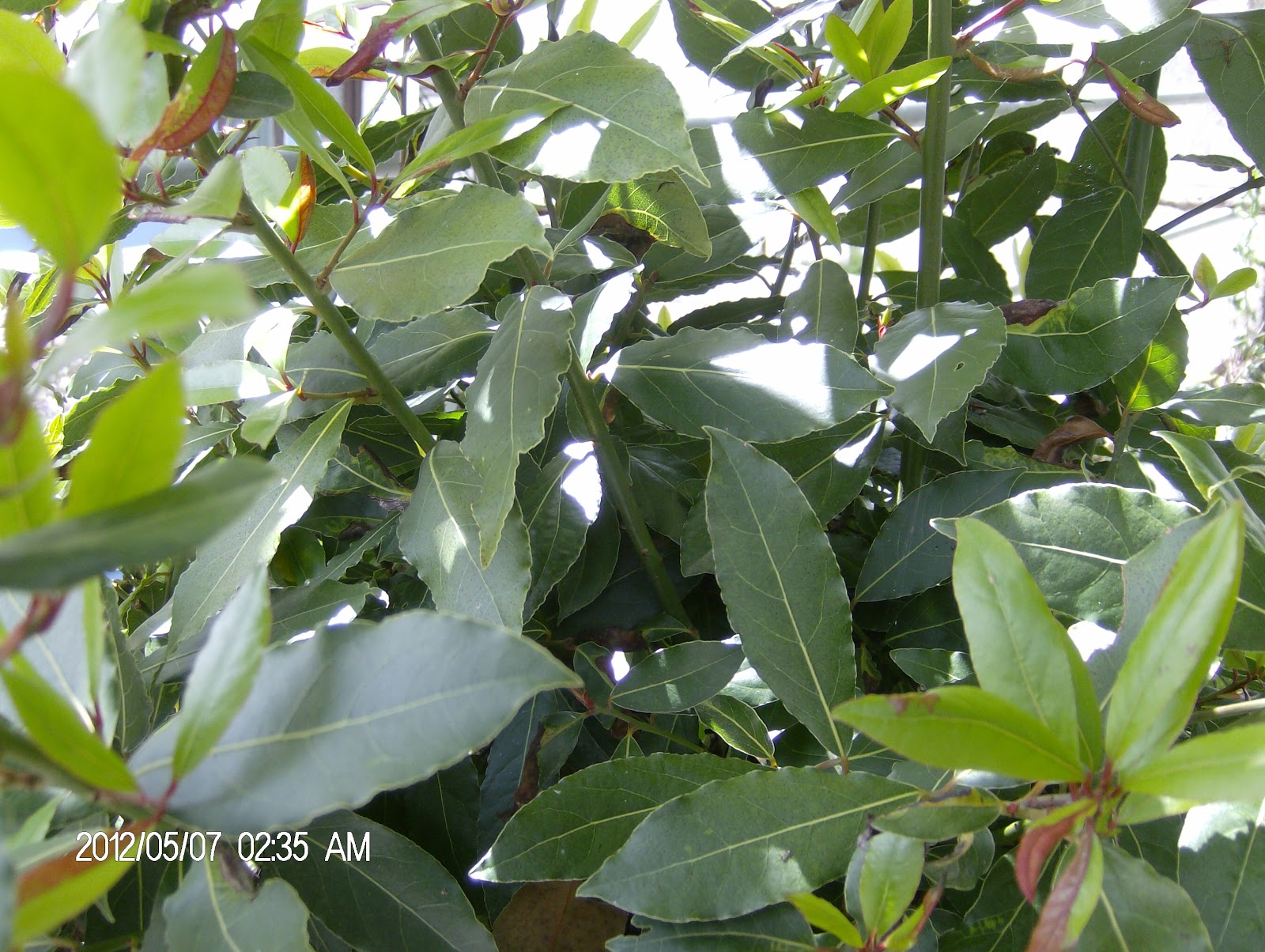 A HORTA DO JOÃO: Loureiro