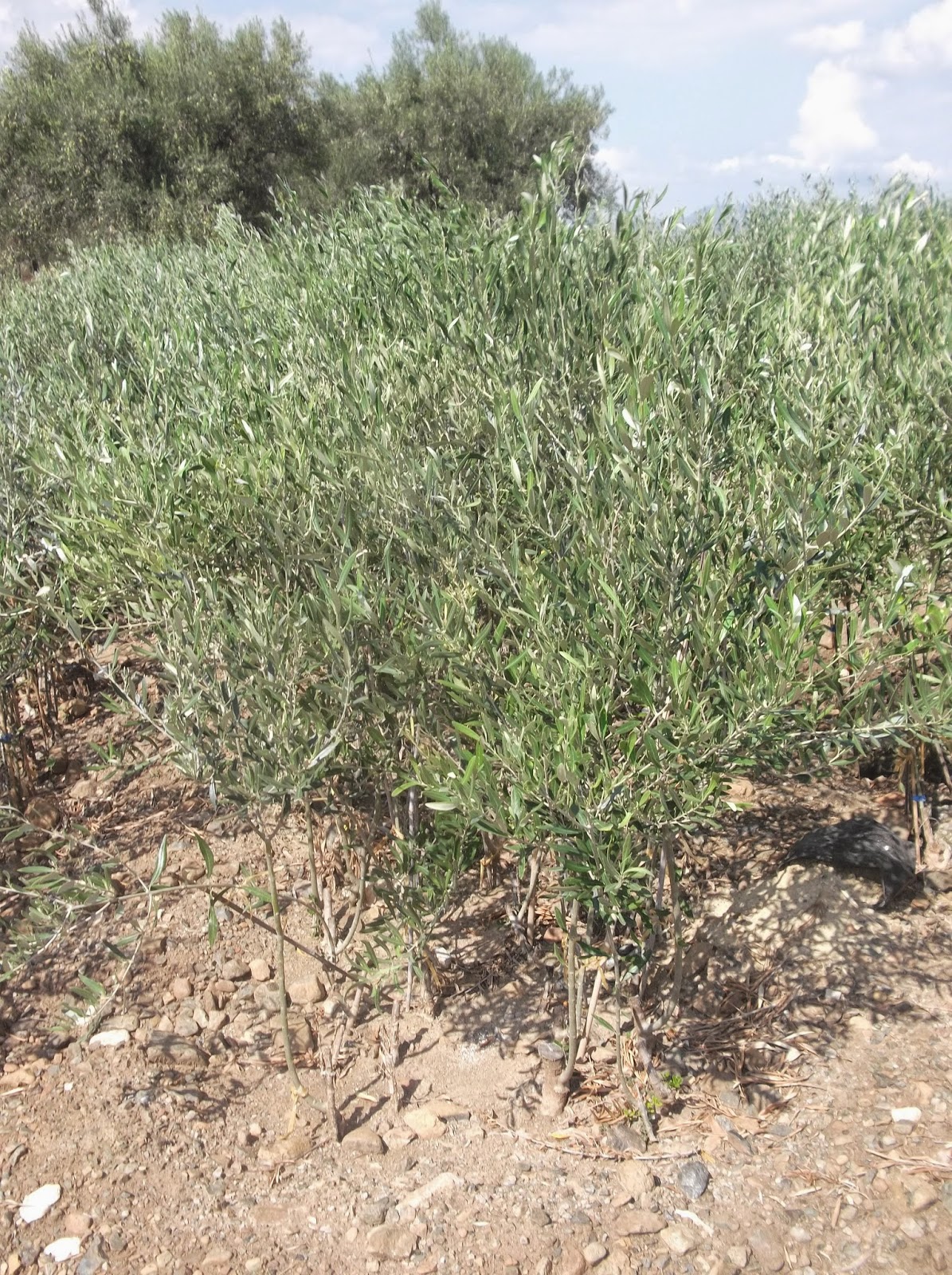 Ελιές και λάδι ελιάς Στερεάς Ελλάδας , Greek olive oil: ΔΙΑΔΙΚΑΣΙΑ ...