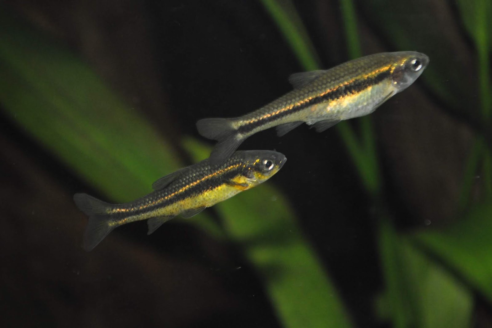 ZOOTOGRAFIANDO (6.100 ANIMALS): CARPITA AMECA (Notropis amecae)