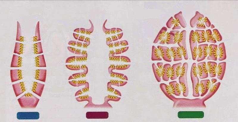 Mi Blog De Biologia: Las Esponjas