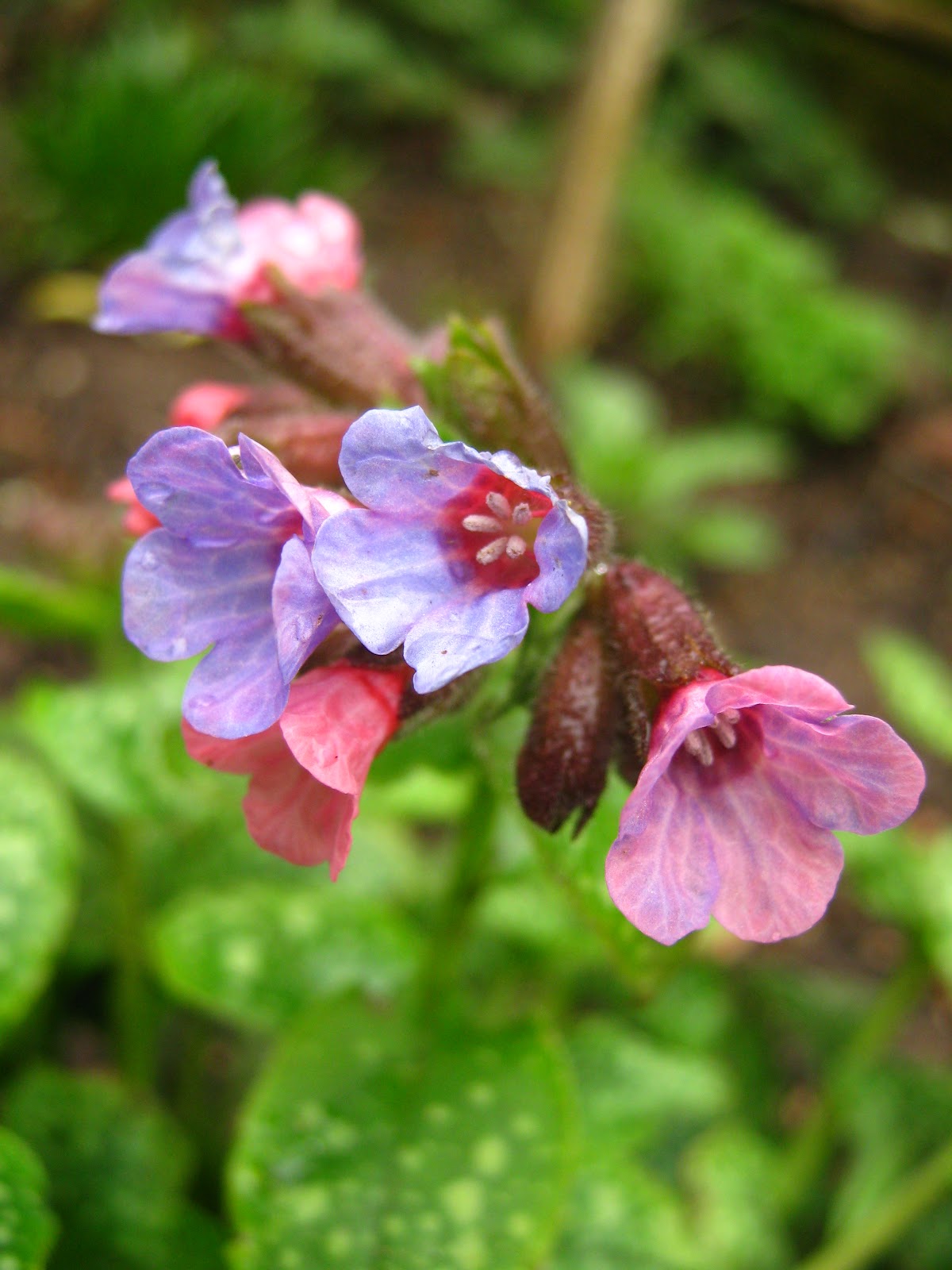 Rindy Mae: The Lungwort Is Blooming!