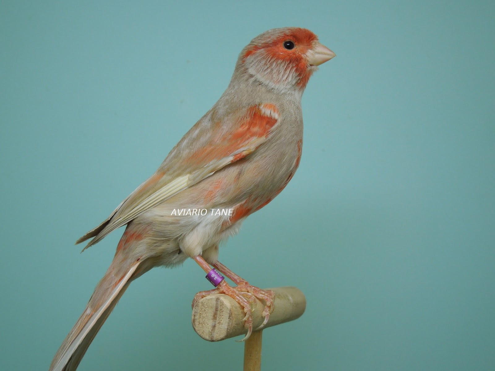 AVIARIO TANE: Canarios 2015