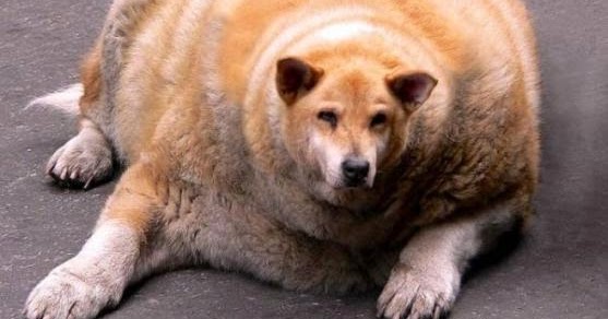 Super Fat Dog | Funny Pictures Blog