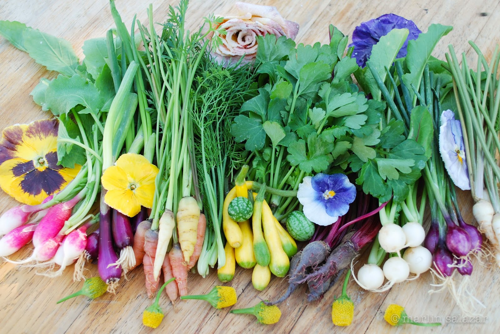 Marlin Salazar Food Styling and Photography: Micro Vegetables