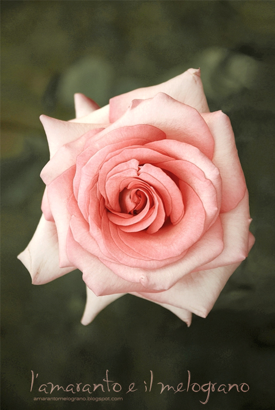 L'amaranto e il melograno: Rose rosa per Open Kitchen magazine