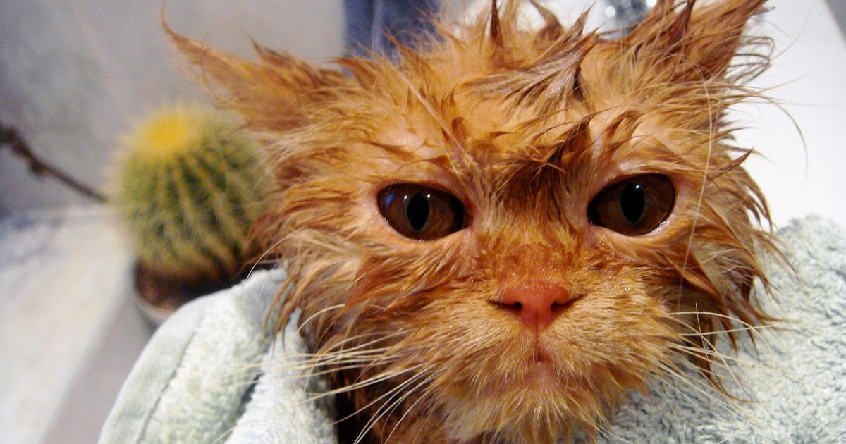 Mascotas y muchas más cosas : MI GATA ALBA RECIÉN BAÑADA