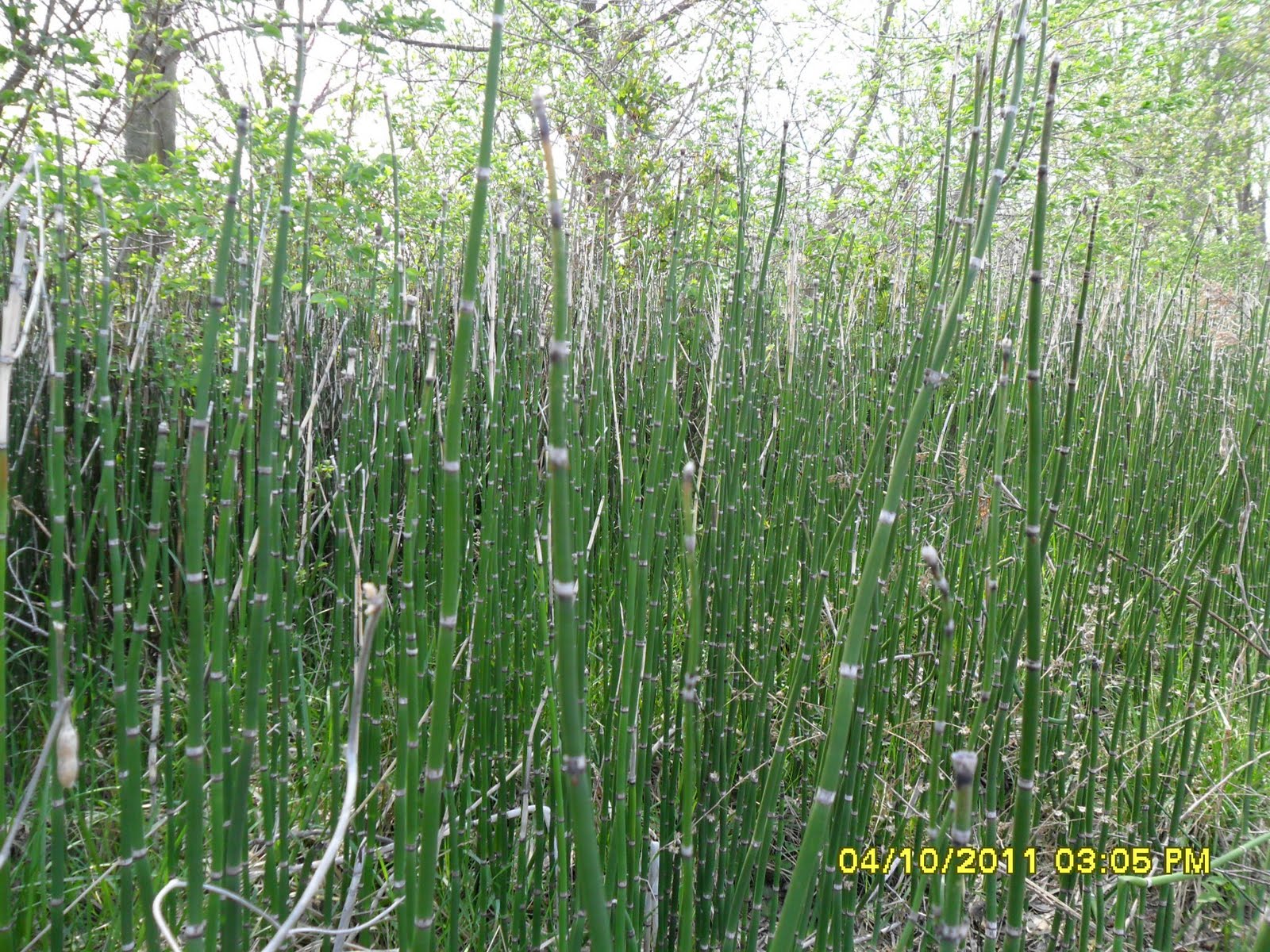 Southwest Indiana Bushcraft Bill: Horsetail Reed