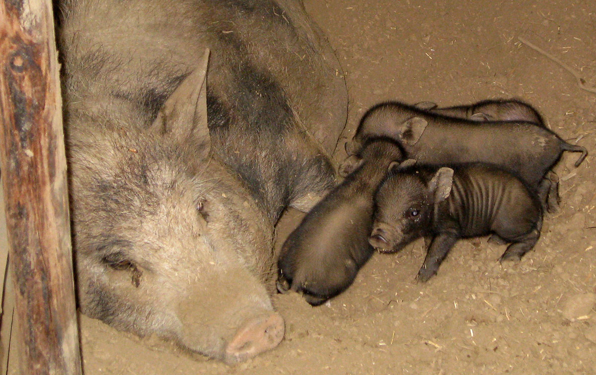 At Home: Piglets