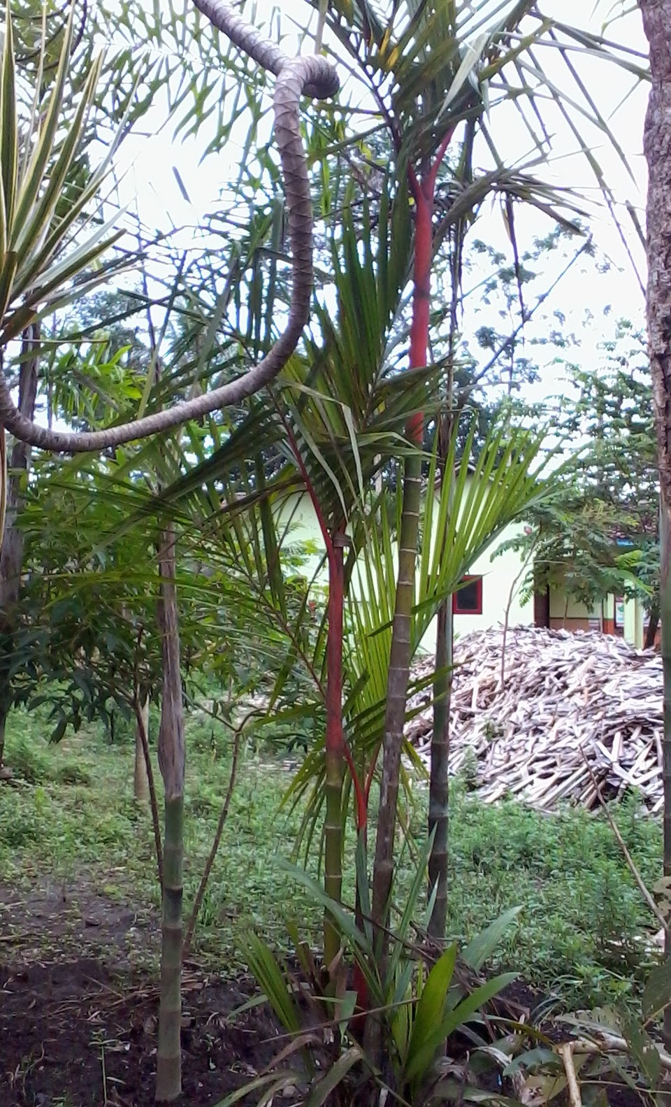 Palem Merah / Palem Pinang Merah ~ Arya Flower Landscape