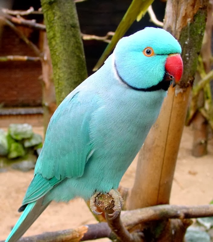 Rose Pinged Parakeet - Pets