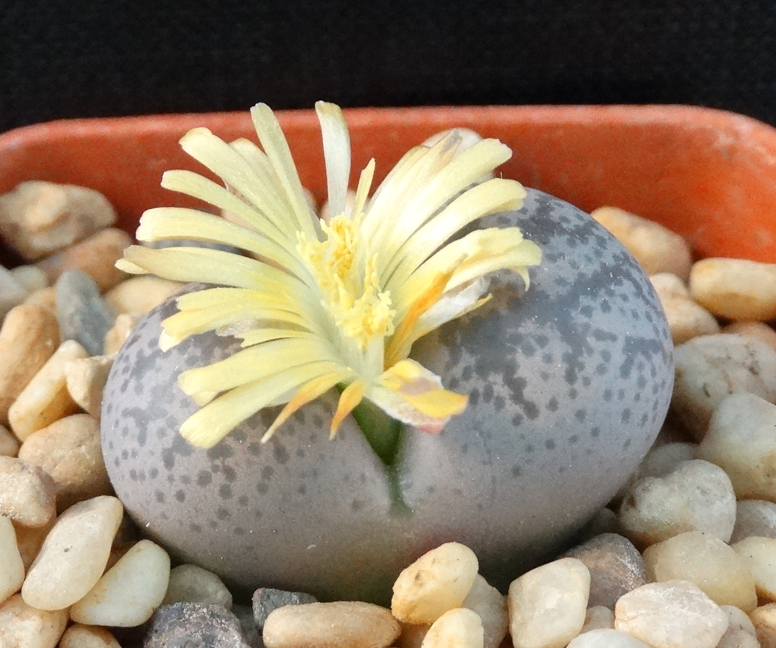 Succulent Sundae: LITHOPS COLEORUM