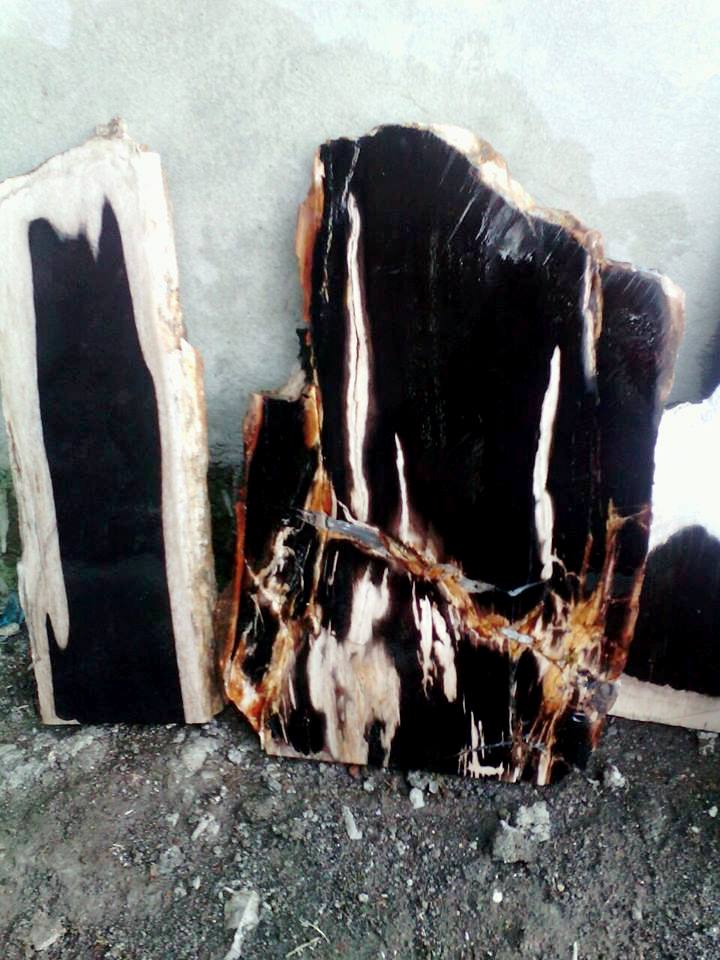 Gokugen.Net: Macam - Macam Kayu Fossil