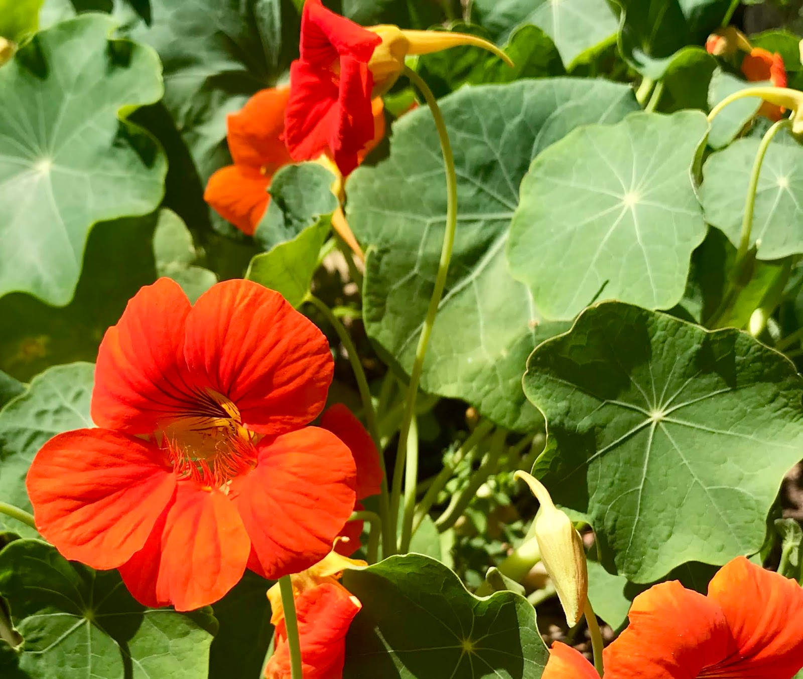 On Discovering A Garden: Gopher Resistant Plants