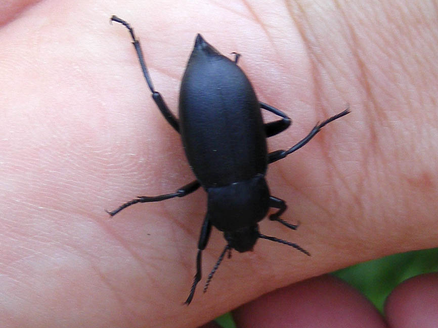Loire Valley Nature: Churchyard Beetle - Blaps mucronata