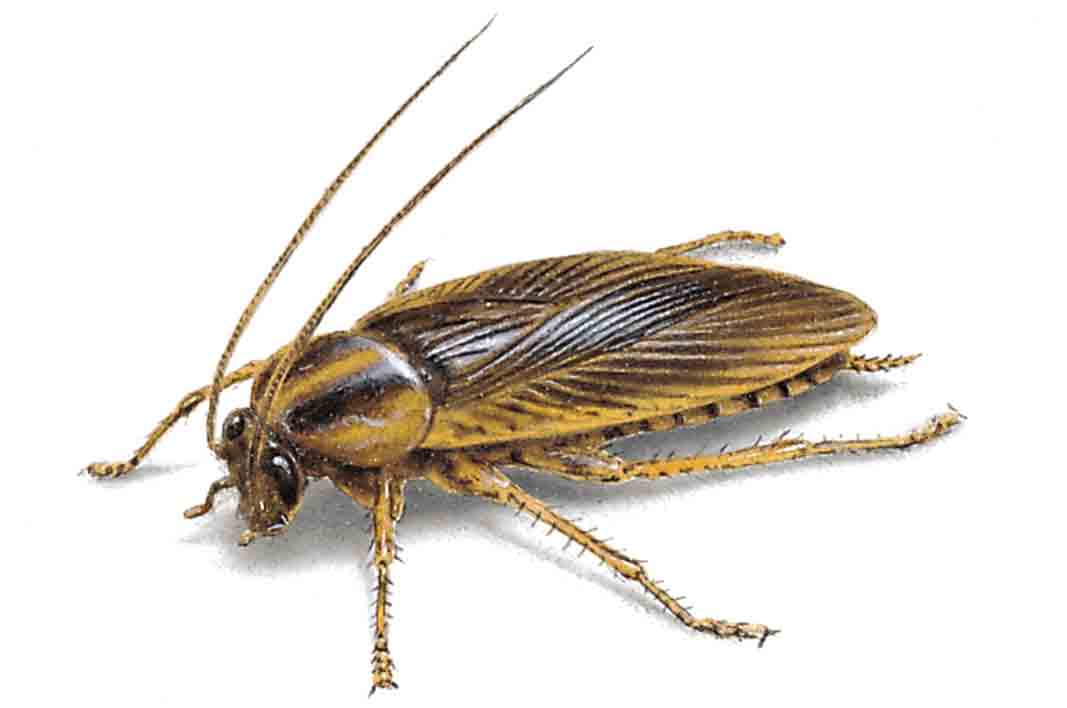 Pros and Cons About Benefits of Cockroaches ~ mrsmps