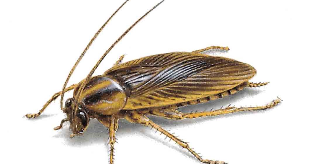 Pros and Cons About Benefits of Cockroaches ~ mrsmps