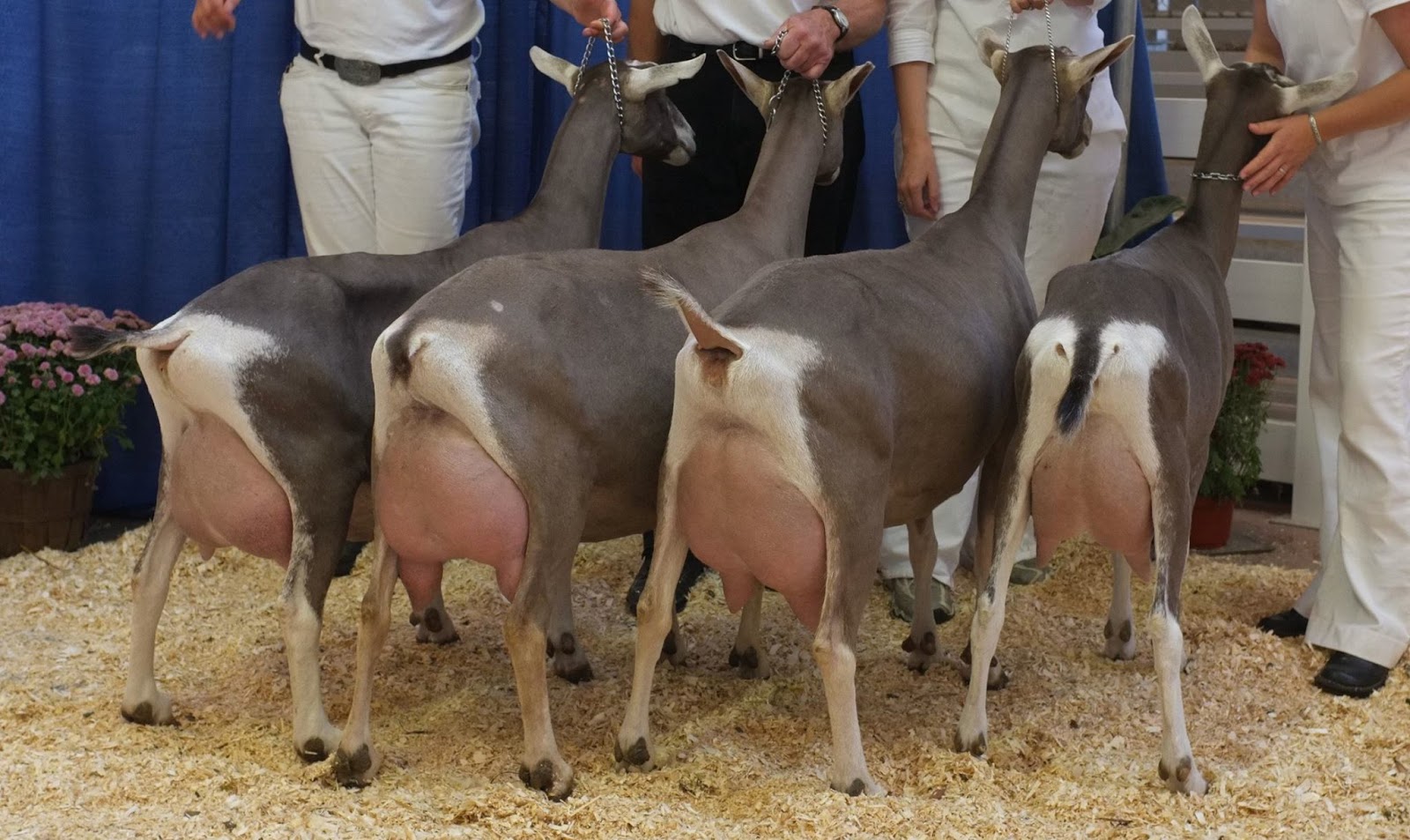 JINSI YA KUANZISHA UFUGAJI BORA WA MBUZI WA MAZIWA. - UFUGAJI KWA MAENDELEO