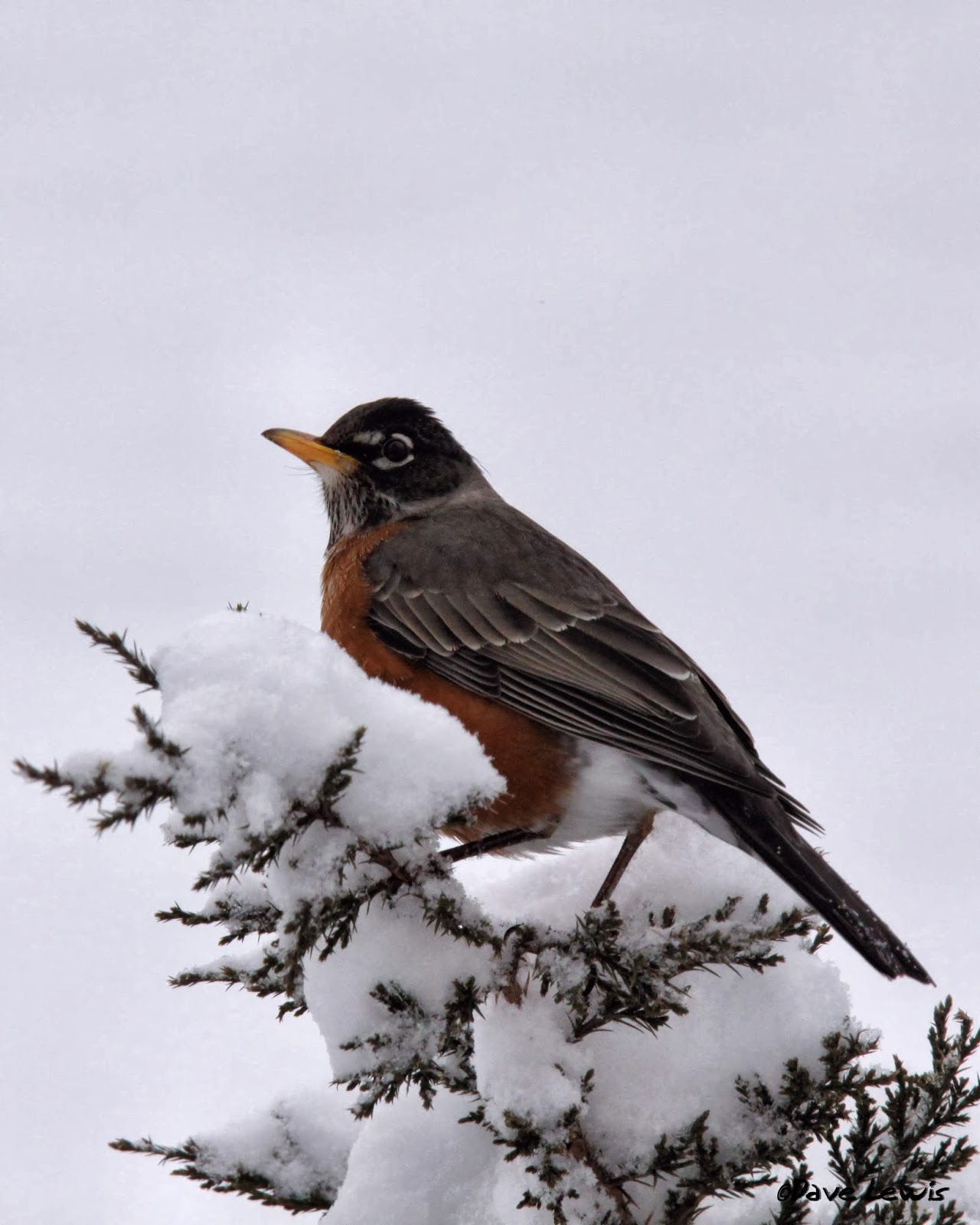 Birds from Behind : 02 February 2014