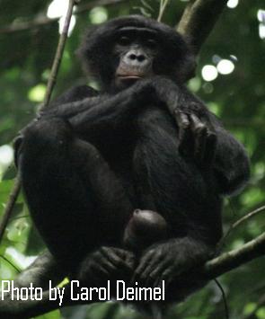 DNApes: Promiscuous apes make more sperm
