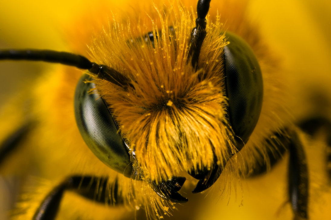 the prowling Bee: We – Bee and I – live by the quaffing
