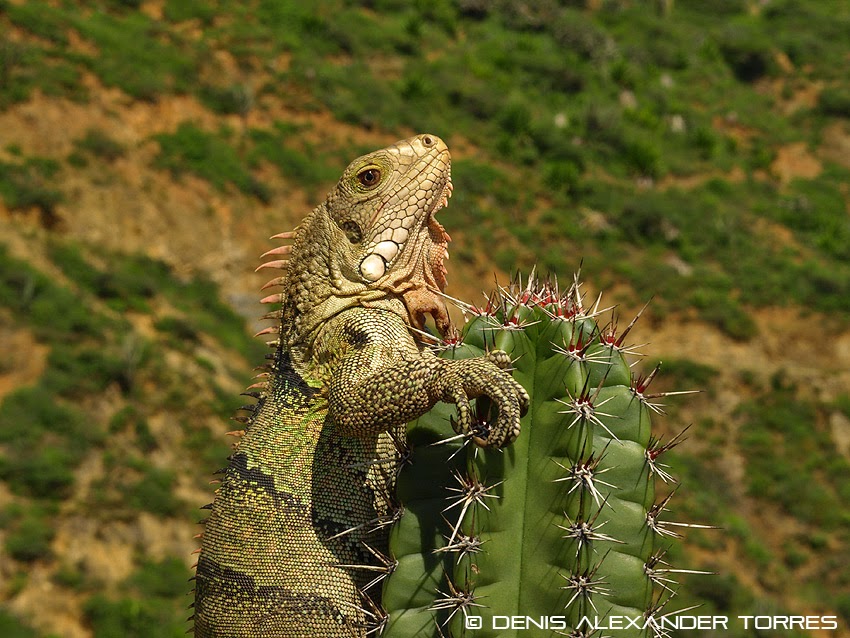 VISION TORRES - IMAGENES DE NUESTRO MUNDO: LOS VALLES SECOS DE MÉRIDA ...