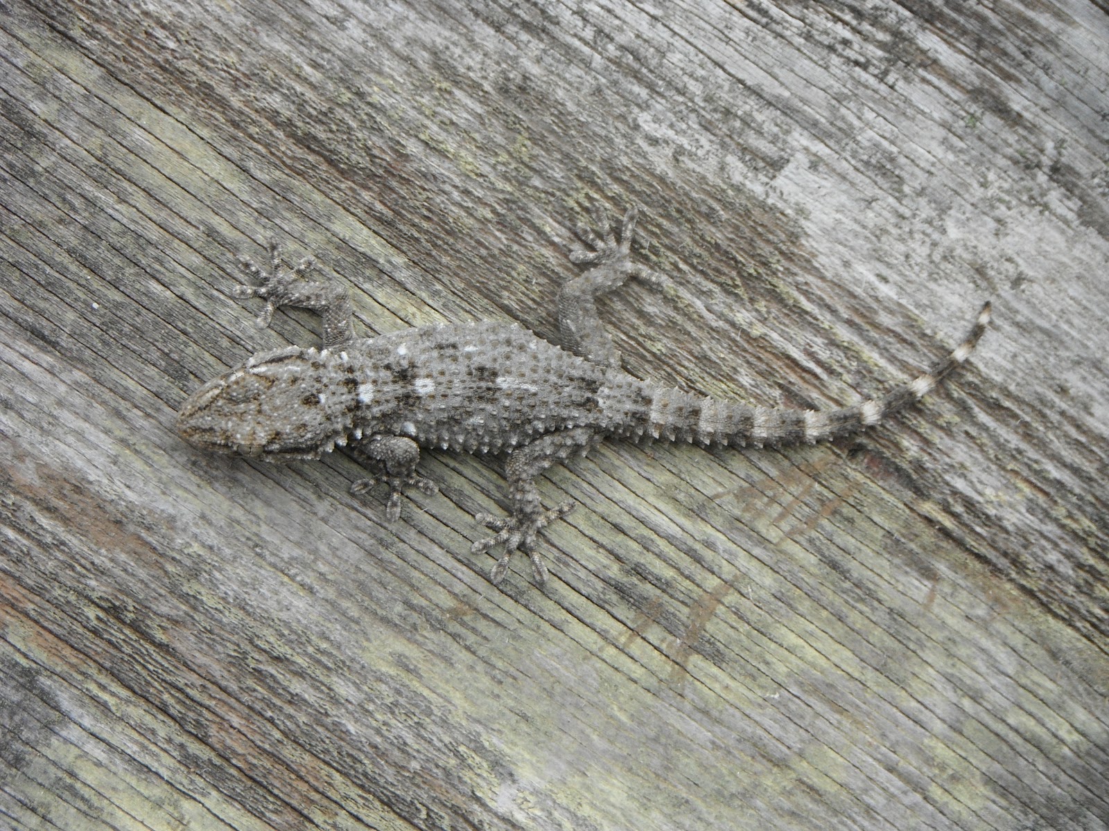 Faroleco: Visitantes: Osga