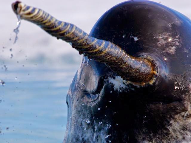 Happy Narwhals: April 2014