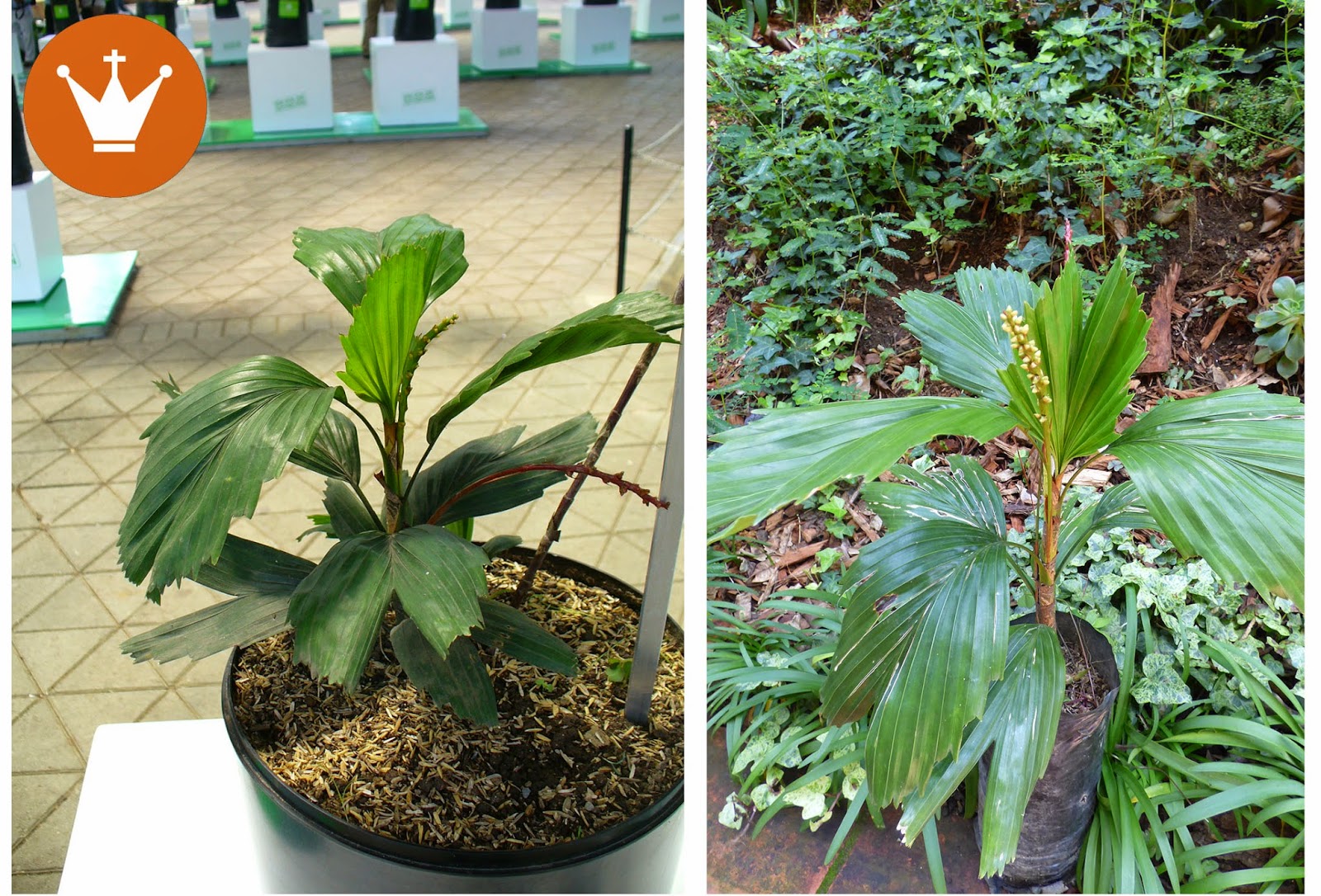 ARBORETUM: Reinado de palmas