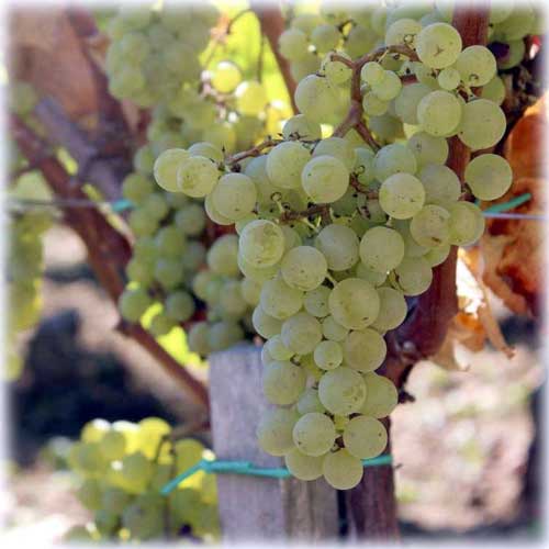 Semillón, una historia parecida al malbec - Todo de Vinos y Uvas