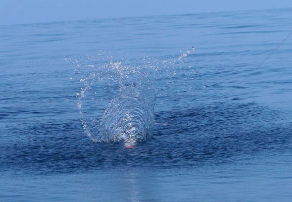 Bountiful Bali Fishing: Popping Fishing