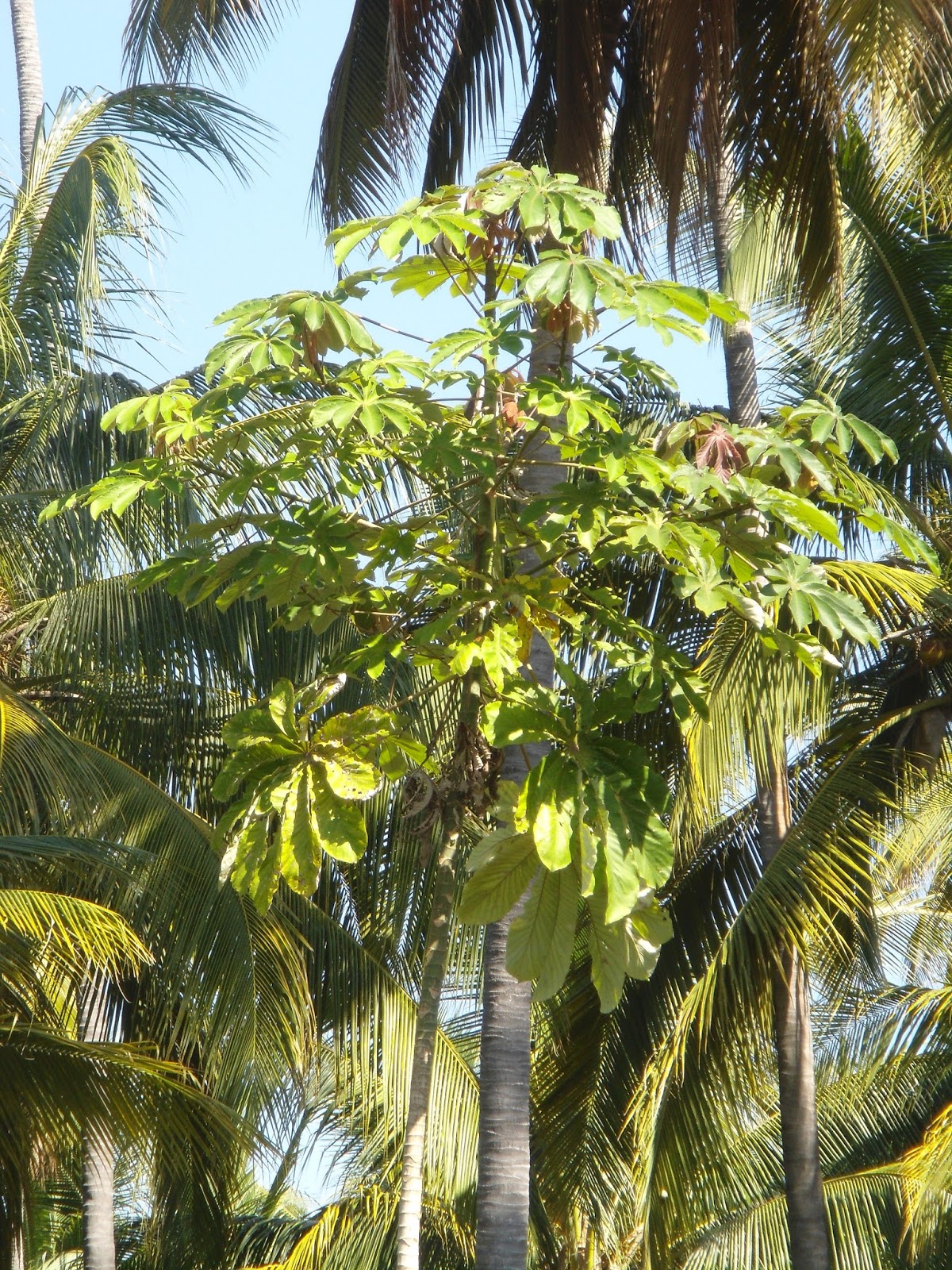 Atoyac mi matria: El guarumbo