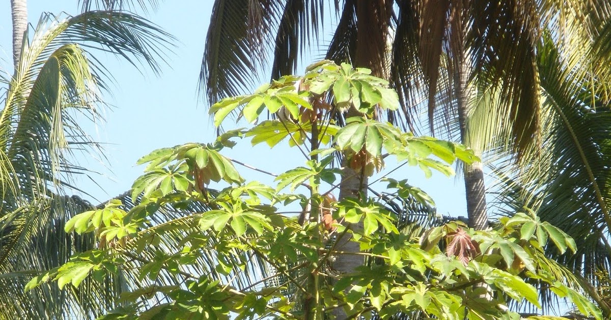 Atoyac mi matria: El guarumbo