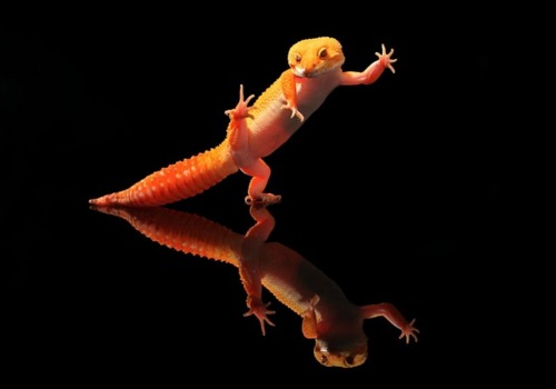 Photography: The cool dancing lizards