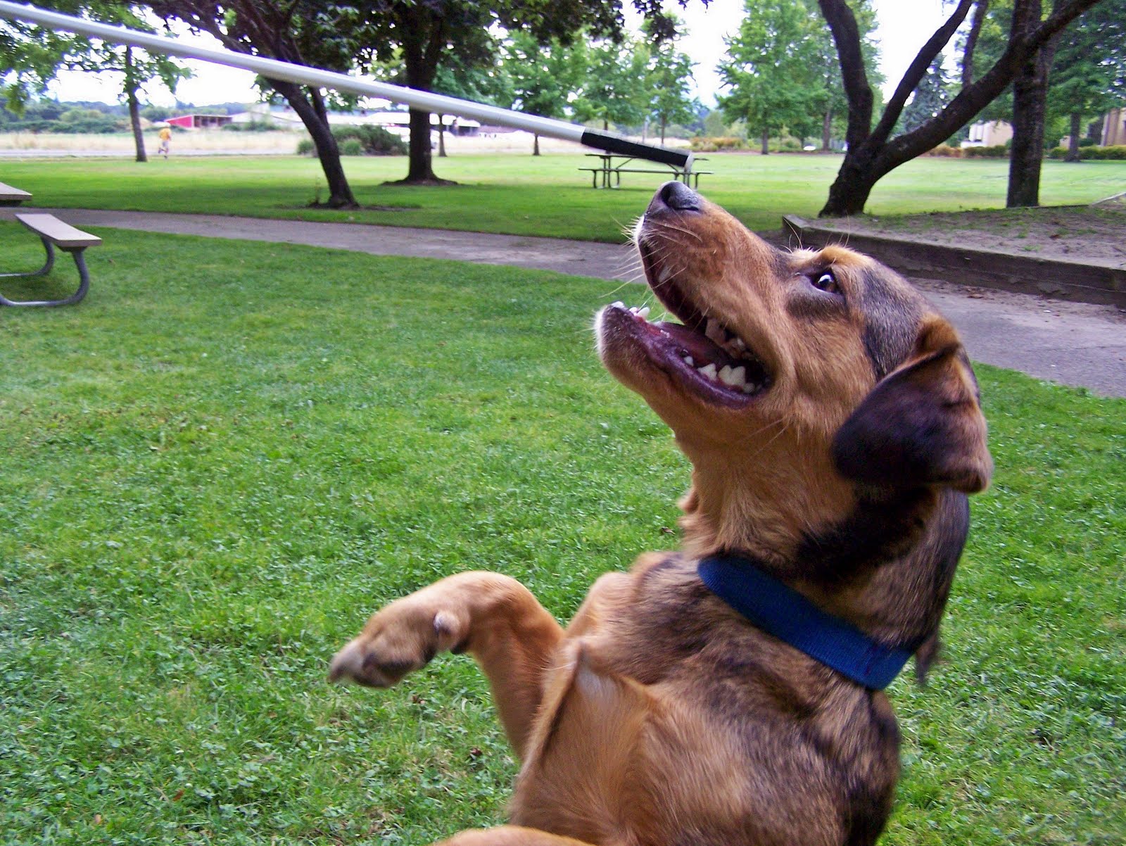 So Fly: Starting a flyball dog- Jump drills, motivation, direction