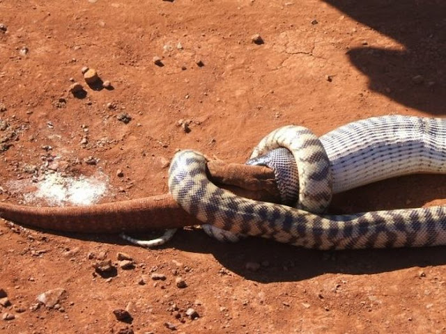 Snake eats giant lizard (15 pics) | Amazing Creatures