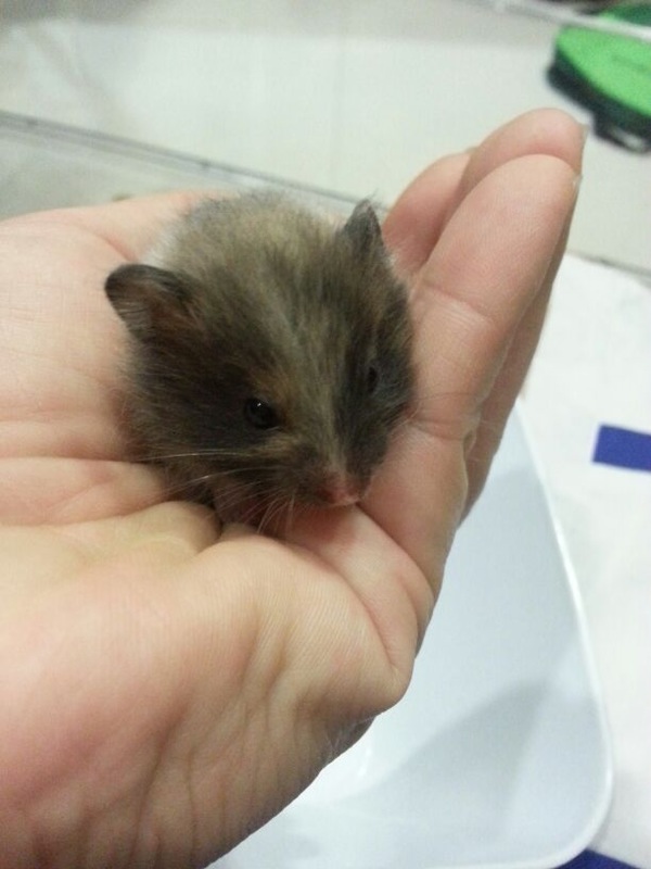 Natural PawPals: Cherimoya the Calico (aka Tortoiseshell Banded) Syrian ...