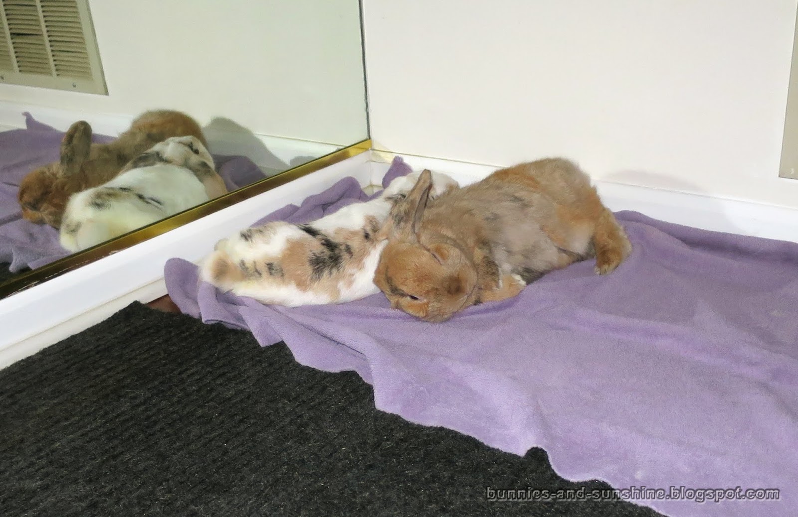 Bunnies and Sunshine: The art of the flop.