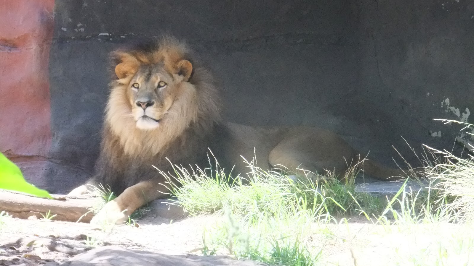 Justina-Overseas: Taronga Zoologijos Sodas Sidnėjus