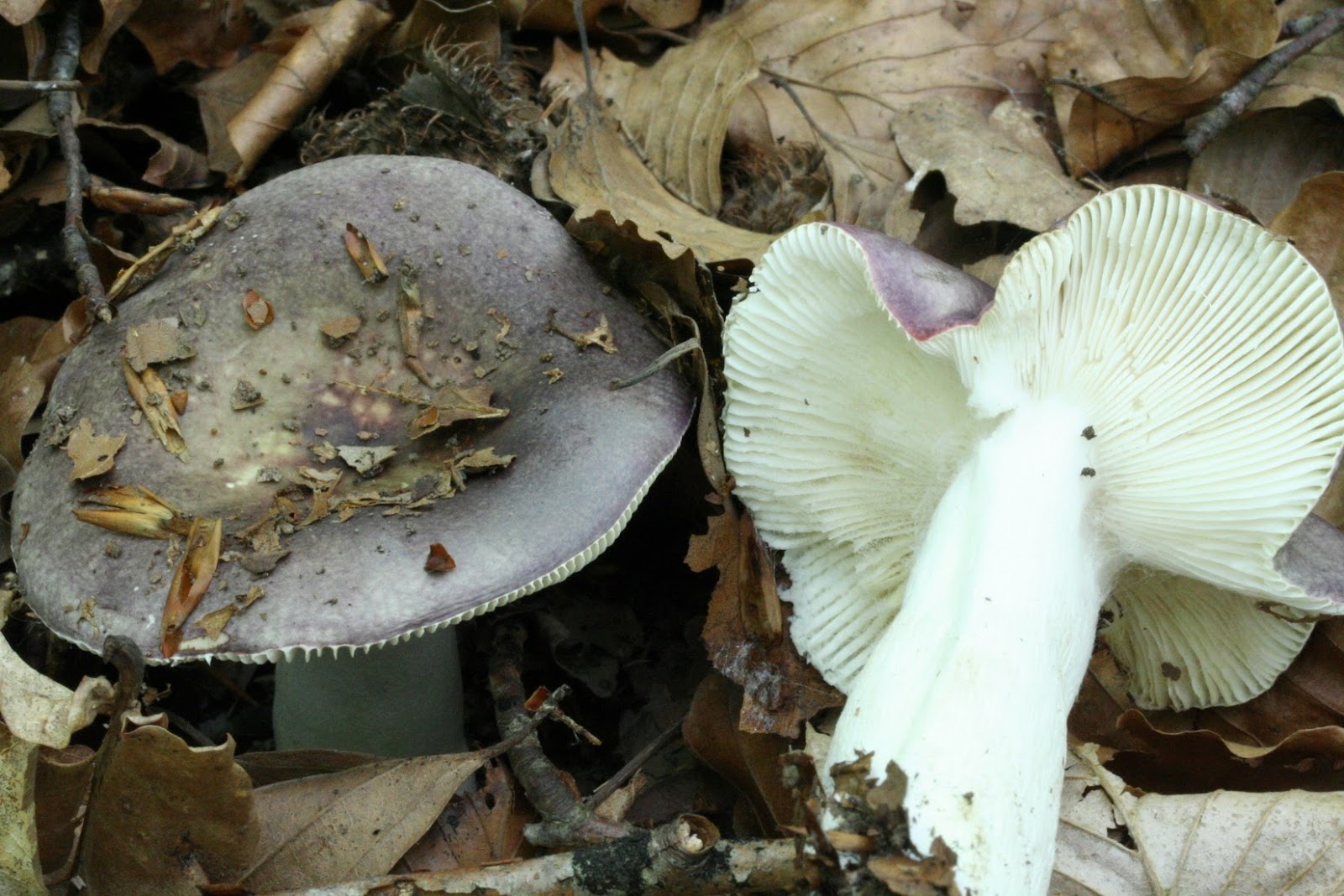 Guía de Setas y Hongos de Navarra.: Russula ionochlora Romagnesi