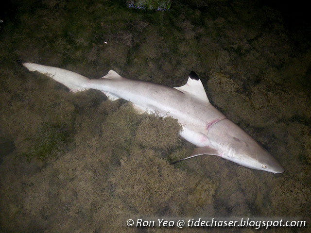 Chondrichthyes Sharks