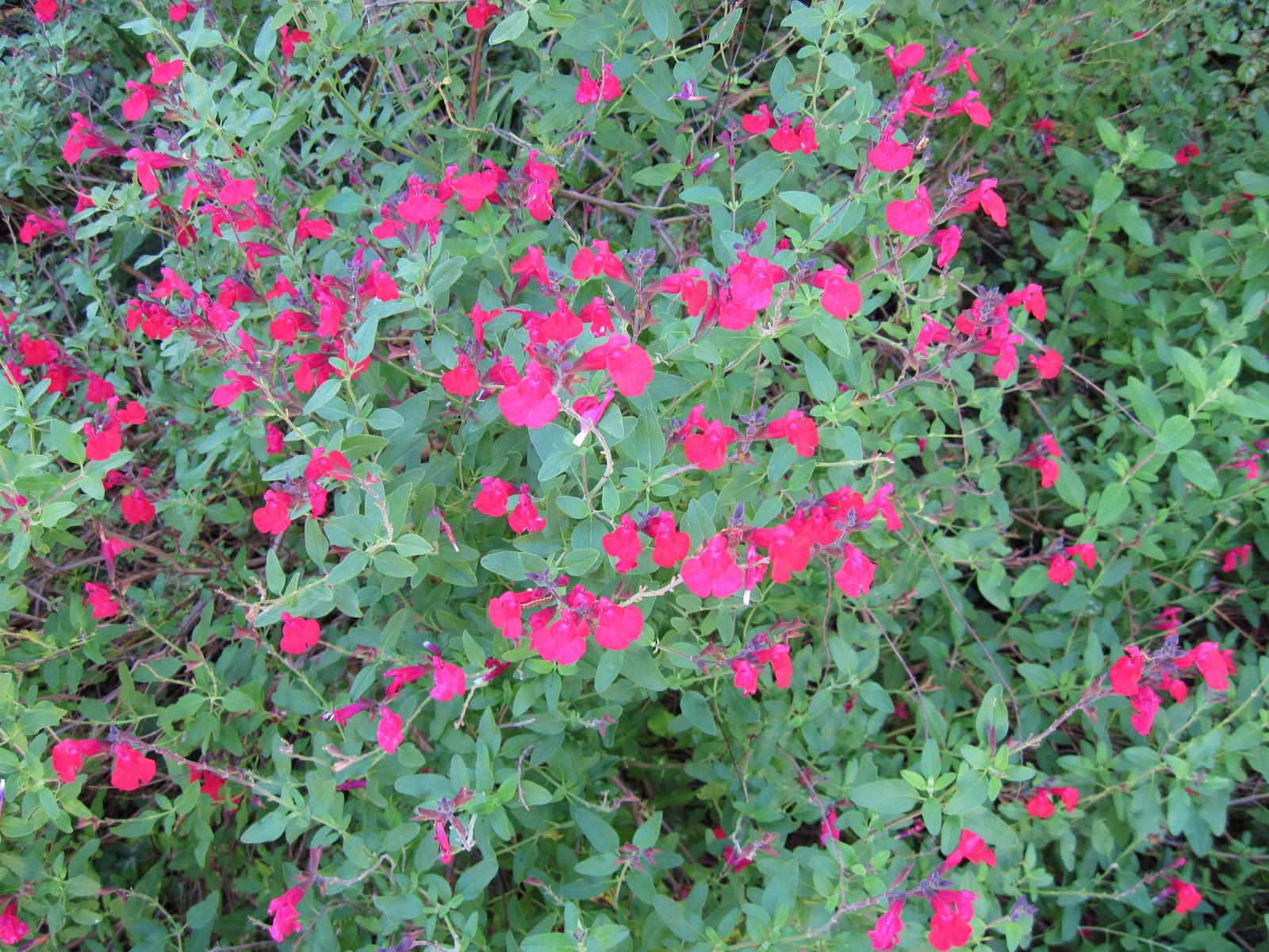 Central Virginia Organic Gardener: Autumn Sage: Salvi greggii