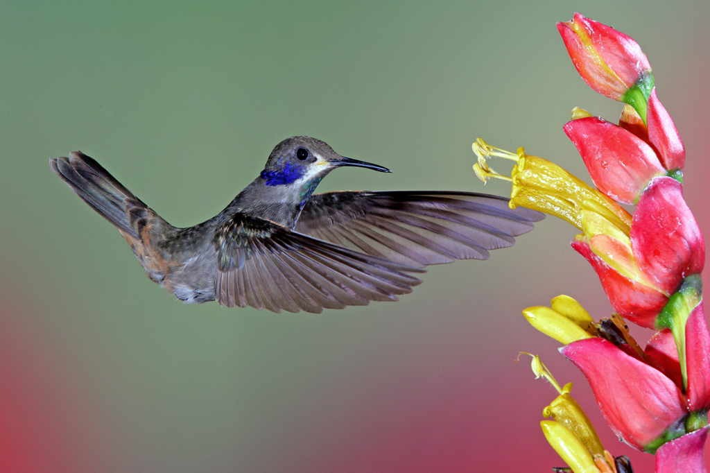 Top Flight Nature Photography: Hummingbirds (and frogs) of Costa Rica