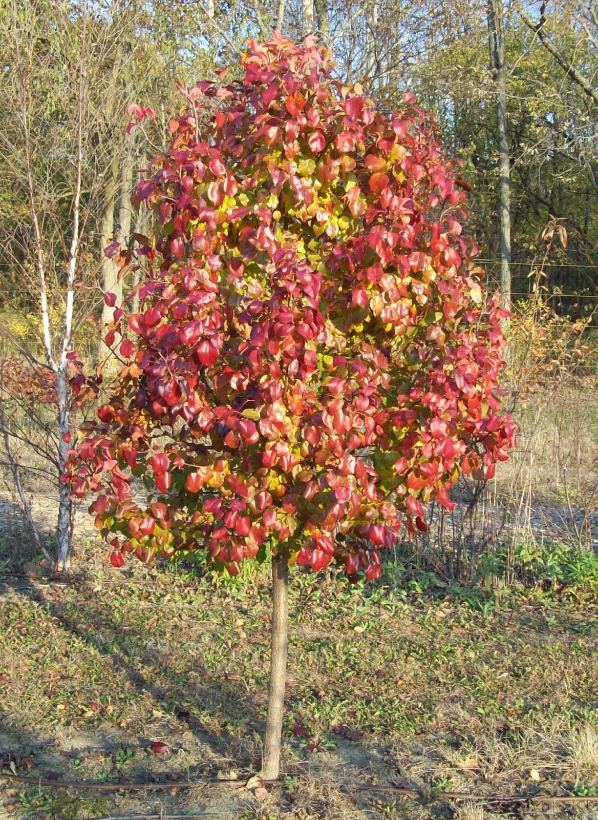 Autumn Blaze Pear ~ Autumn Crafts Picture