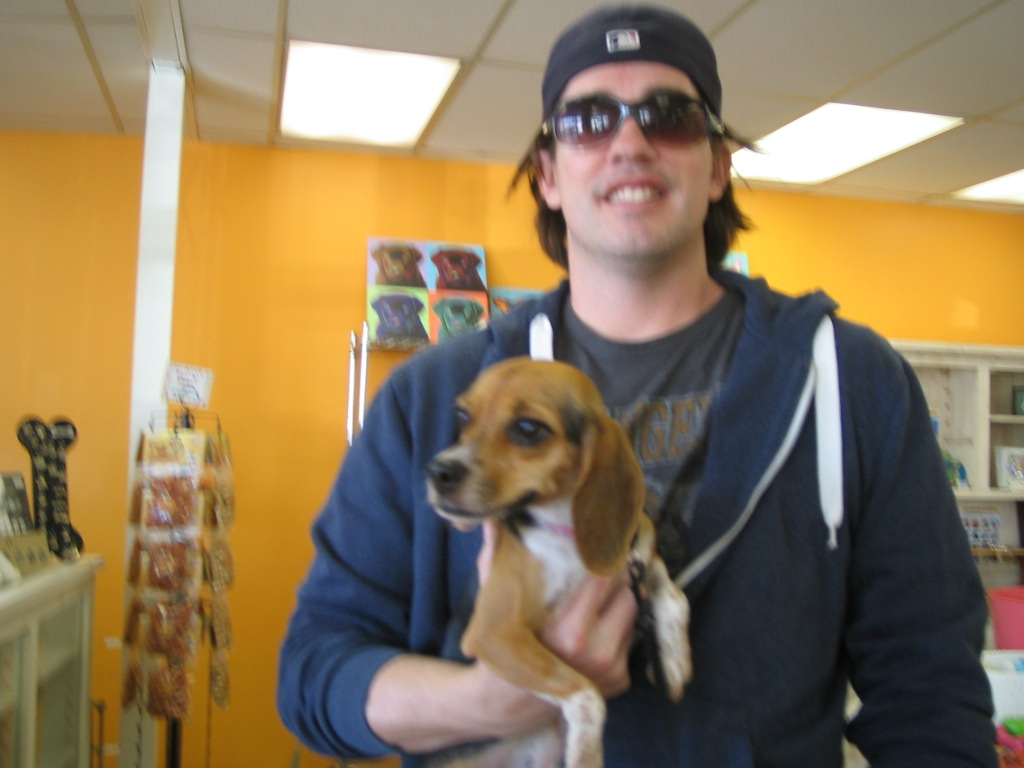 venicepets: TODAY'S CUSTOMER: REGAL - BEAGLE