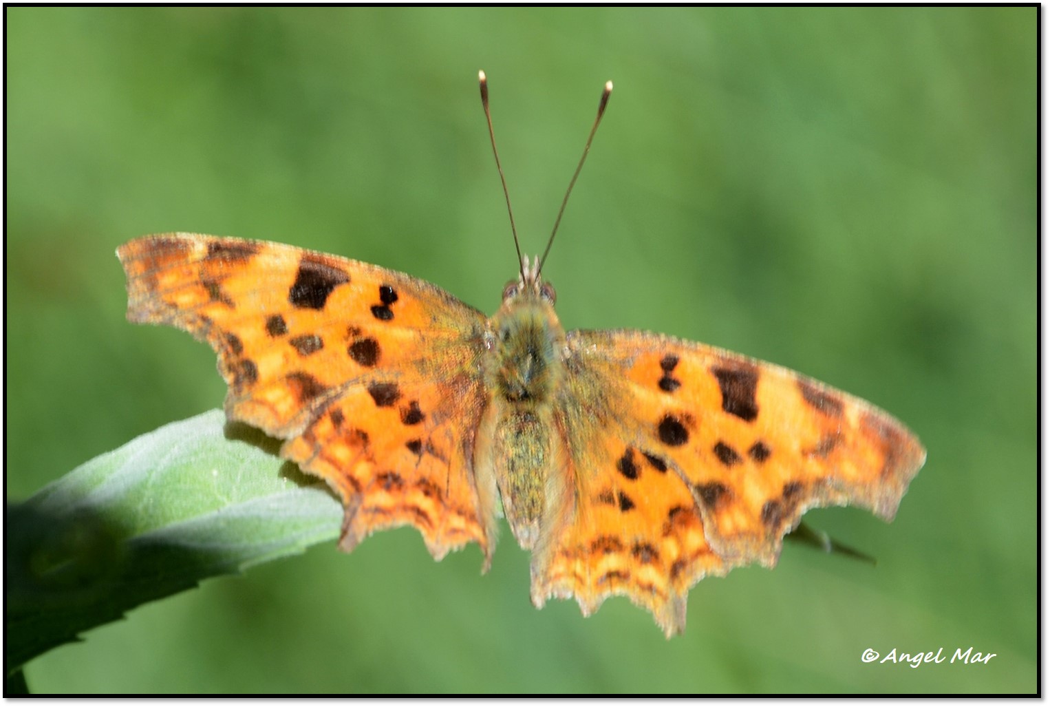 Butterflies and Dragonflies: Polygonia c-album (Una mariposa de alas ...