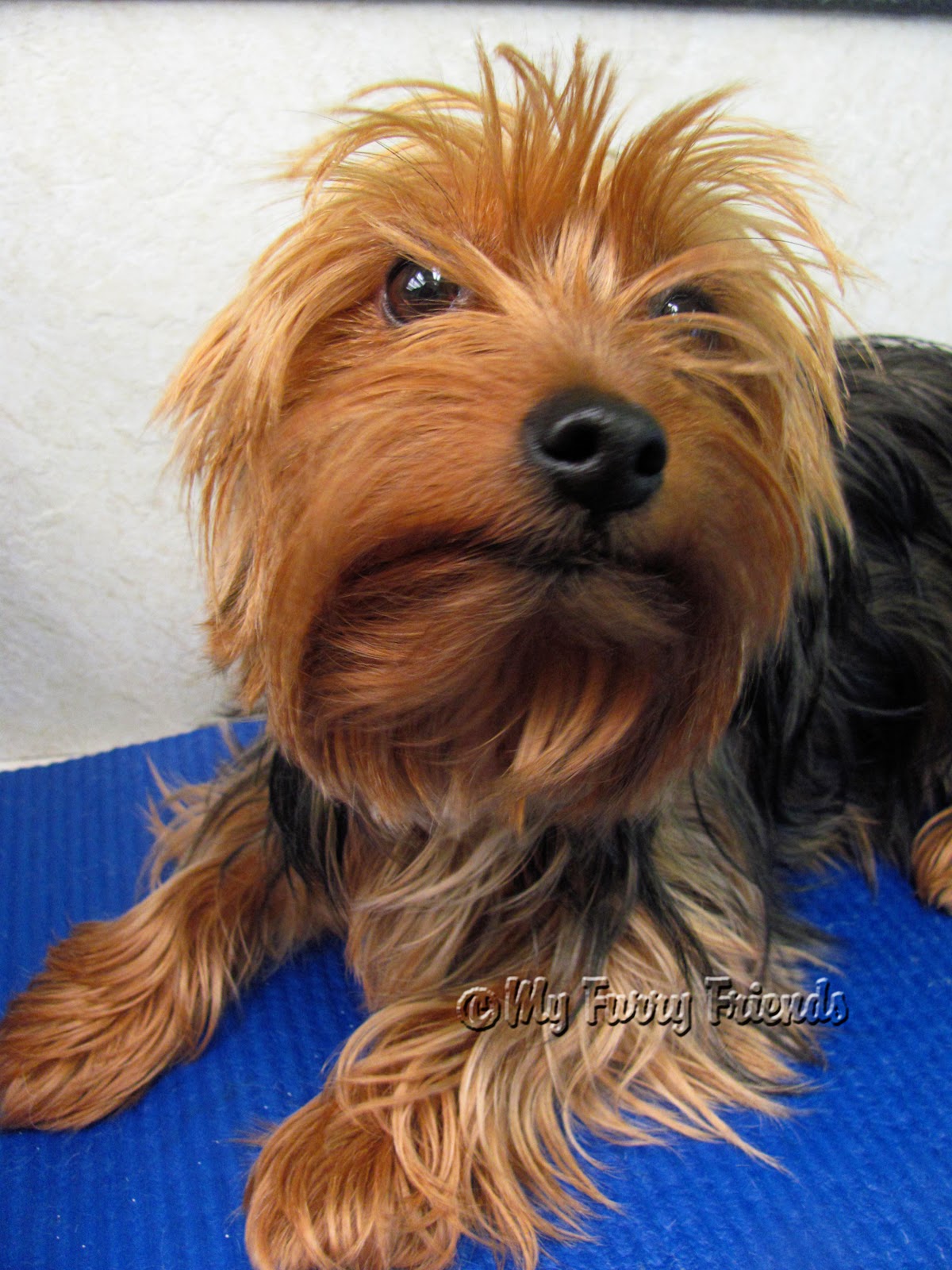 Pet Grooming: The Good, The Bad, & The Furry: Yorkies